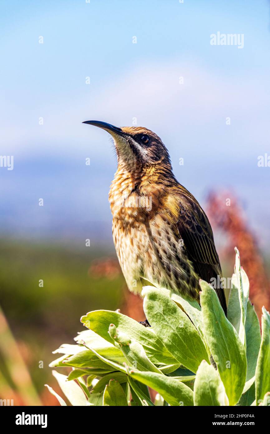 Cape sugarbird sitting on plants flowers in Kirstenbosch National ...