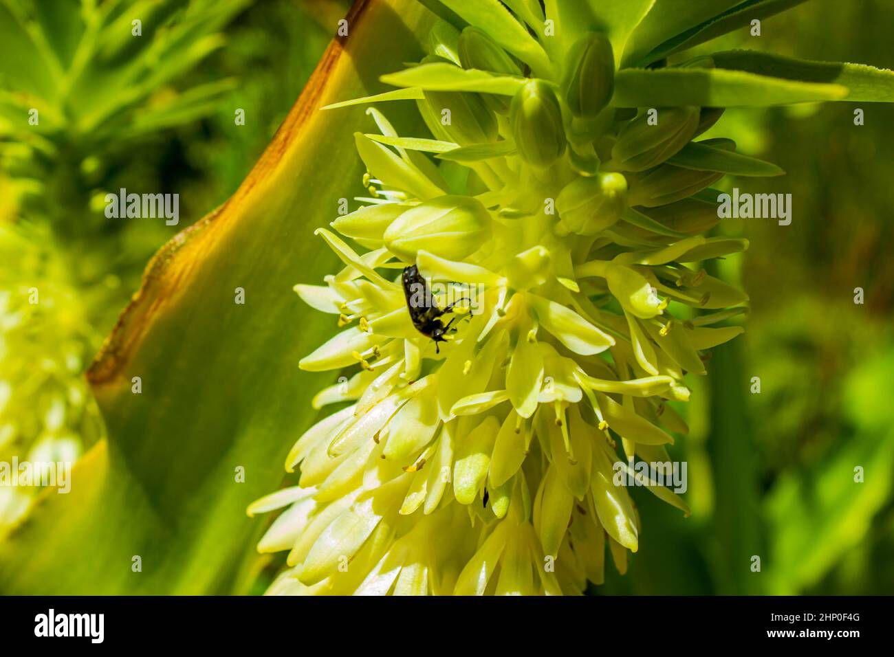 Black African beetle in yellow flowers bloom in Cape Town Stock Photo ...