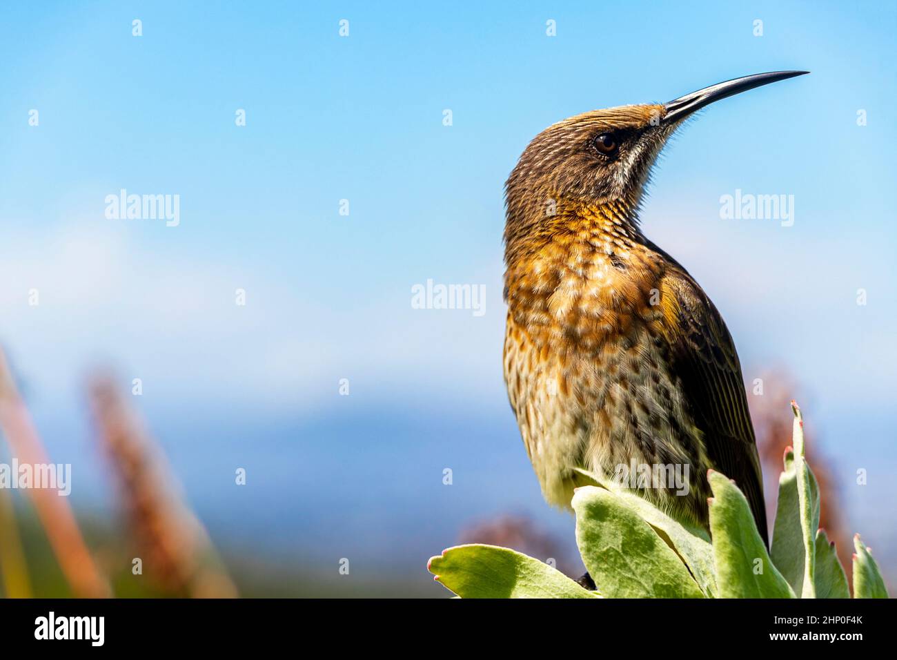 Cape sugarbird sitting on plants flowers in Kirstenbosch National ...