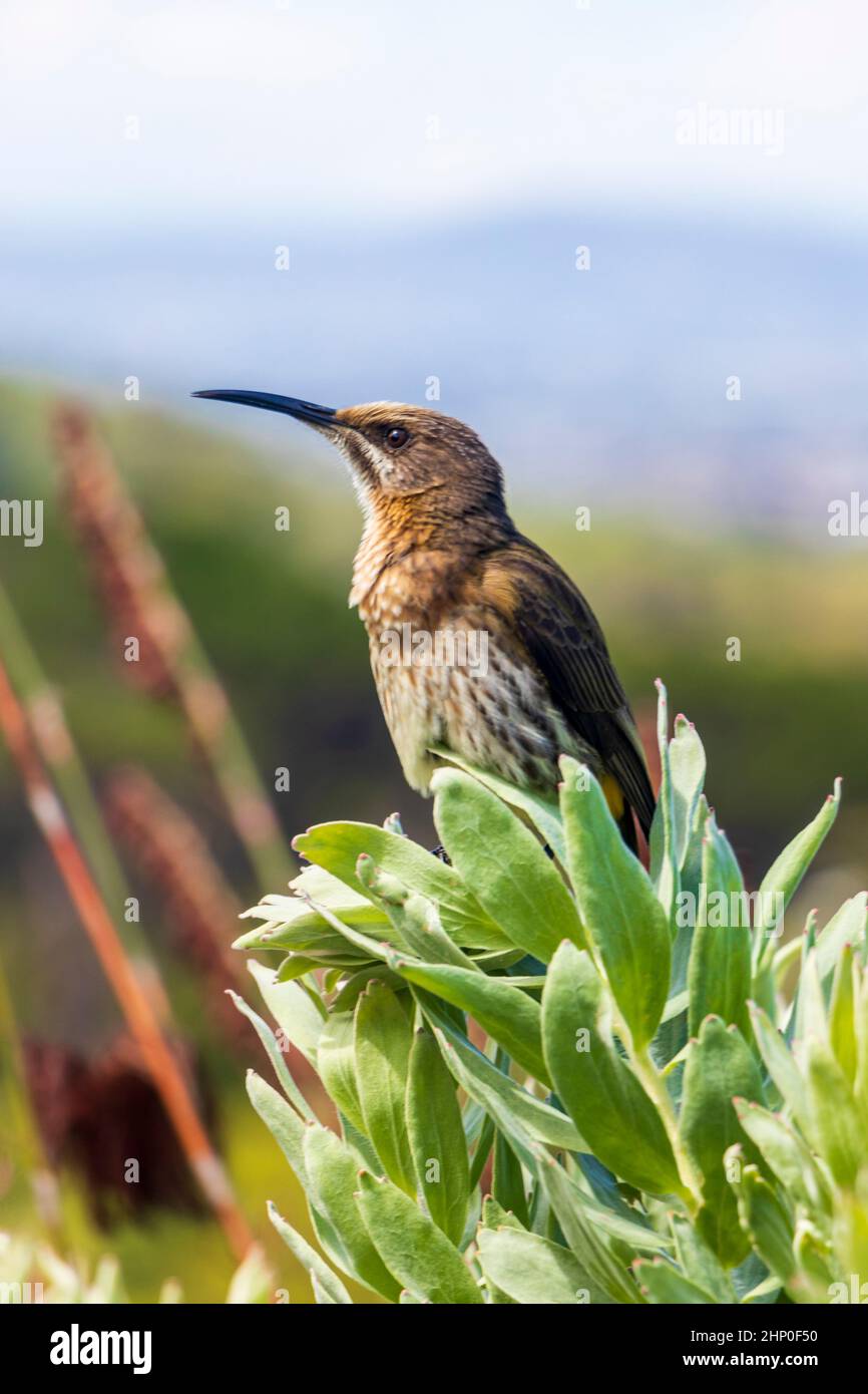 Cape sugarbird sitting on plants flowers in Kirstenbosch National ...