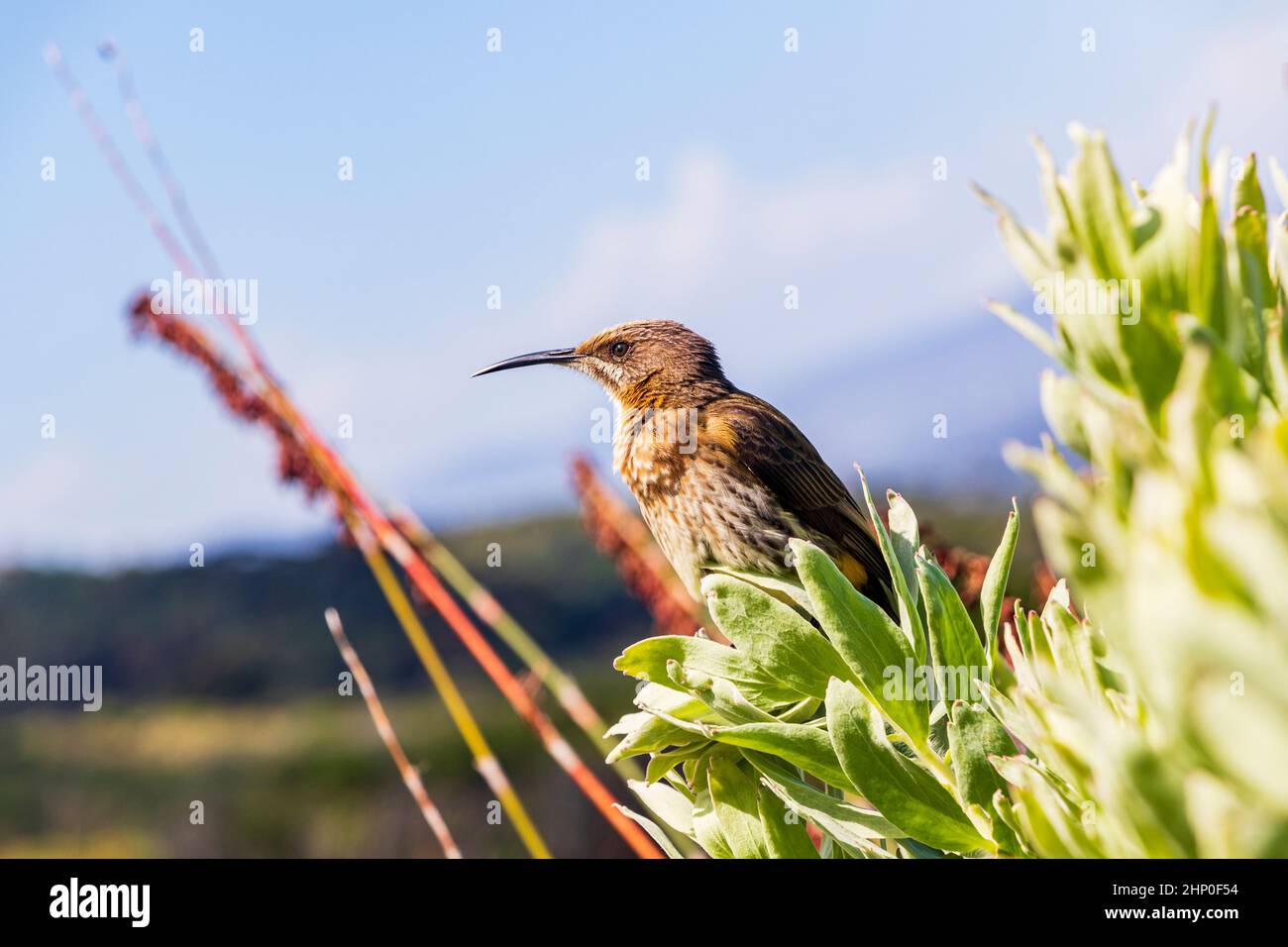 Cape sugarbird sitting on plants flowers in Kirstenbosch National ...