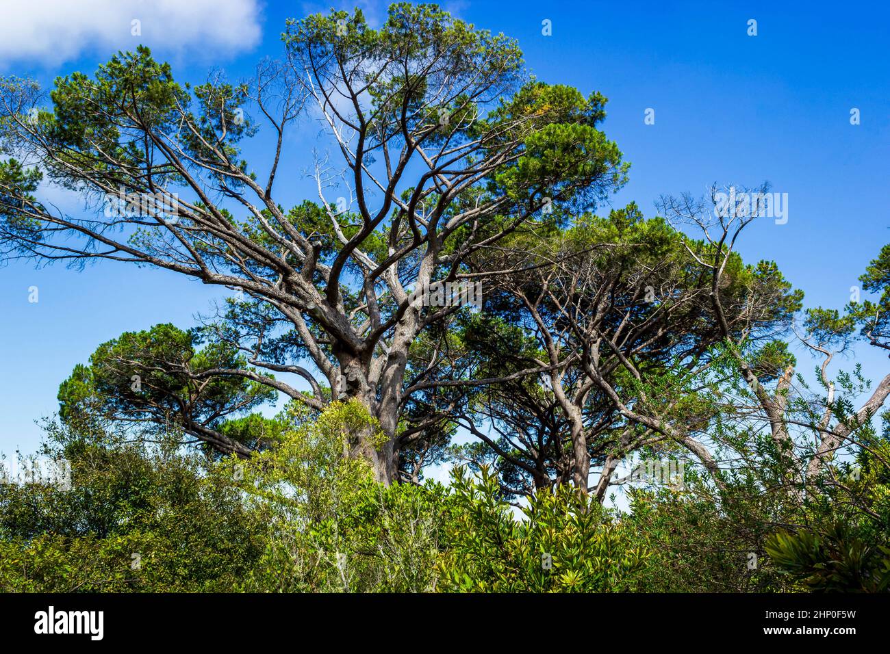 Huge South African trees in the Kirstenbosch Botanical Garden in Cape ...