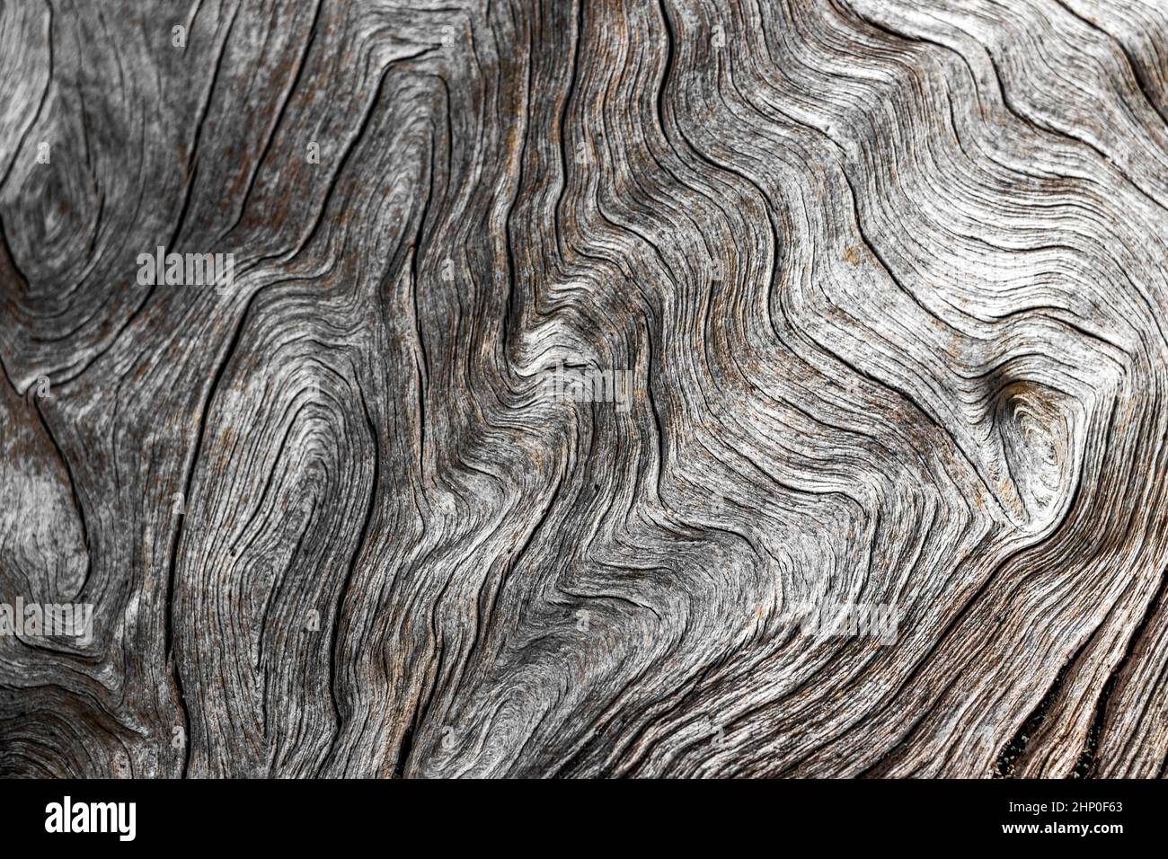 Beautiful curved tree texture from Cape Town in South Africa Stock ...