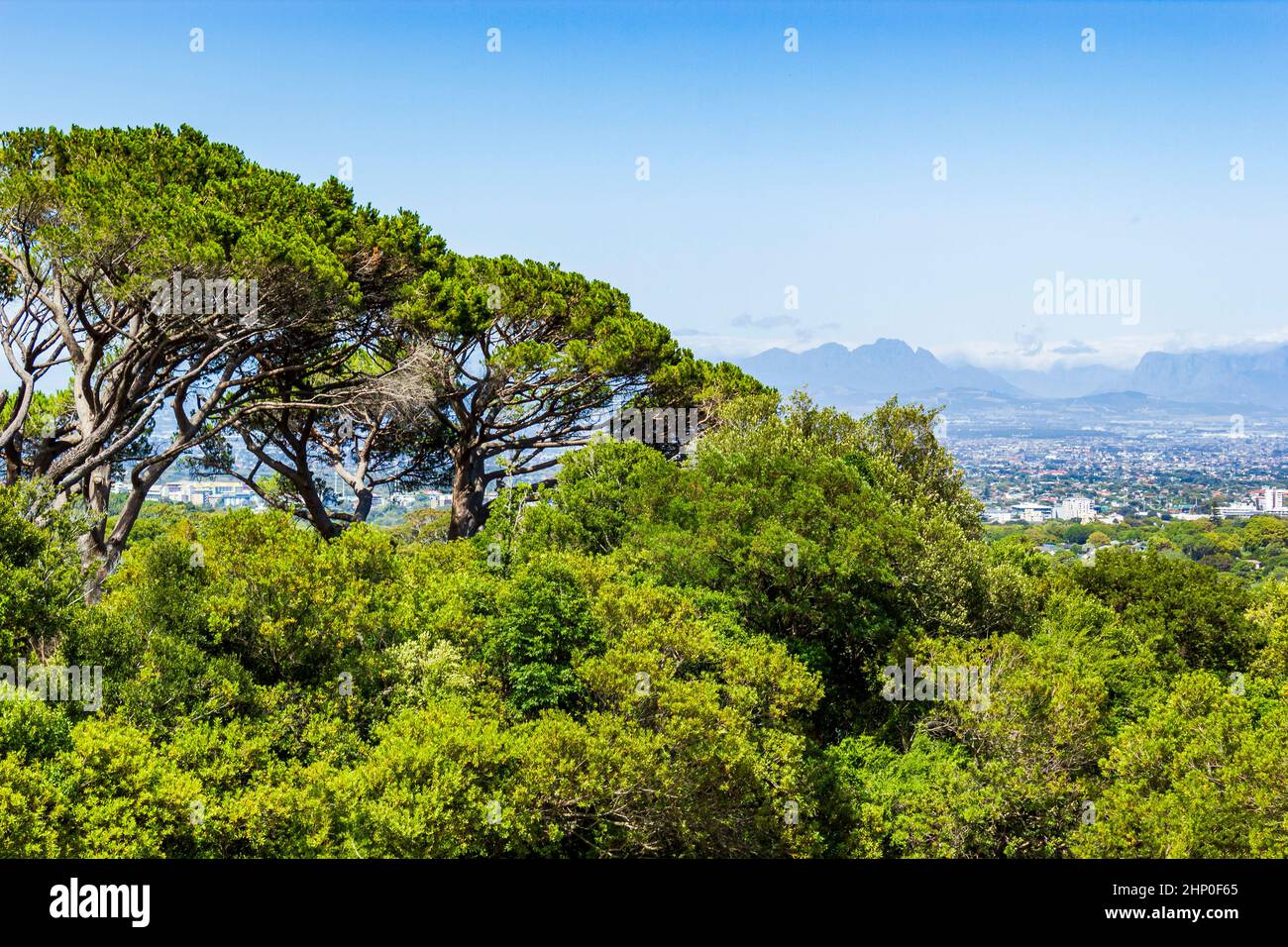 Huge South African trees with Cape Town panorama in the Kirstenbosch ...