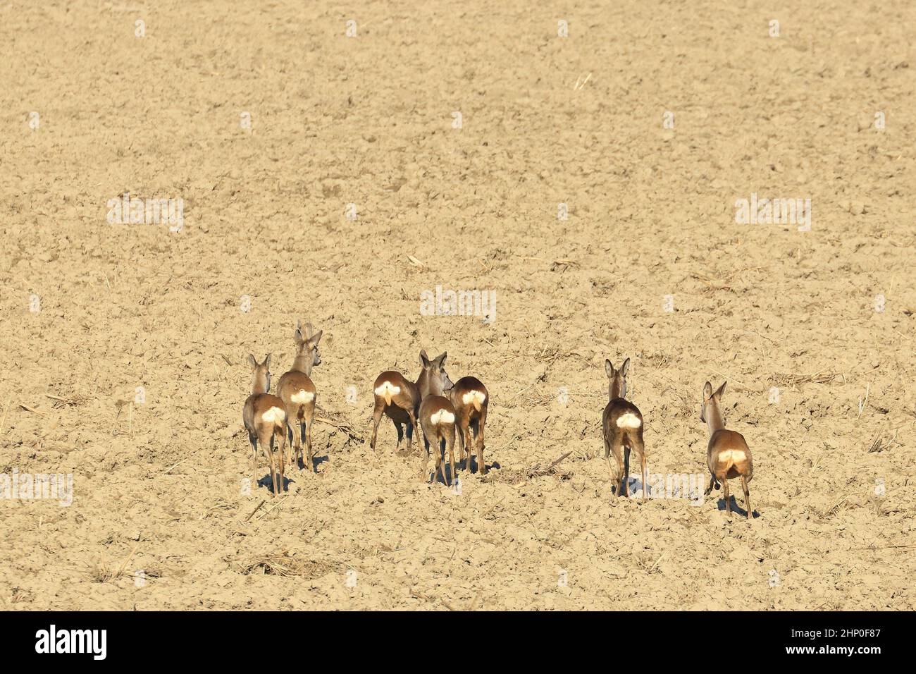 Roe deer herd running hi-res stock photography and images - Alamy