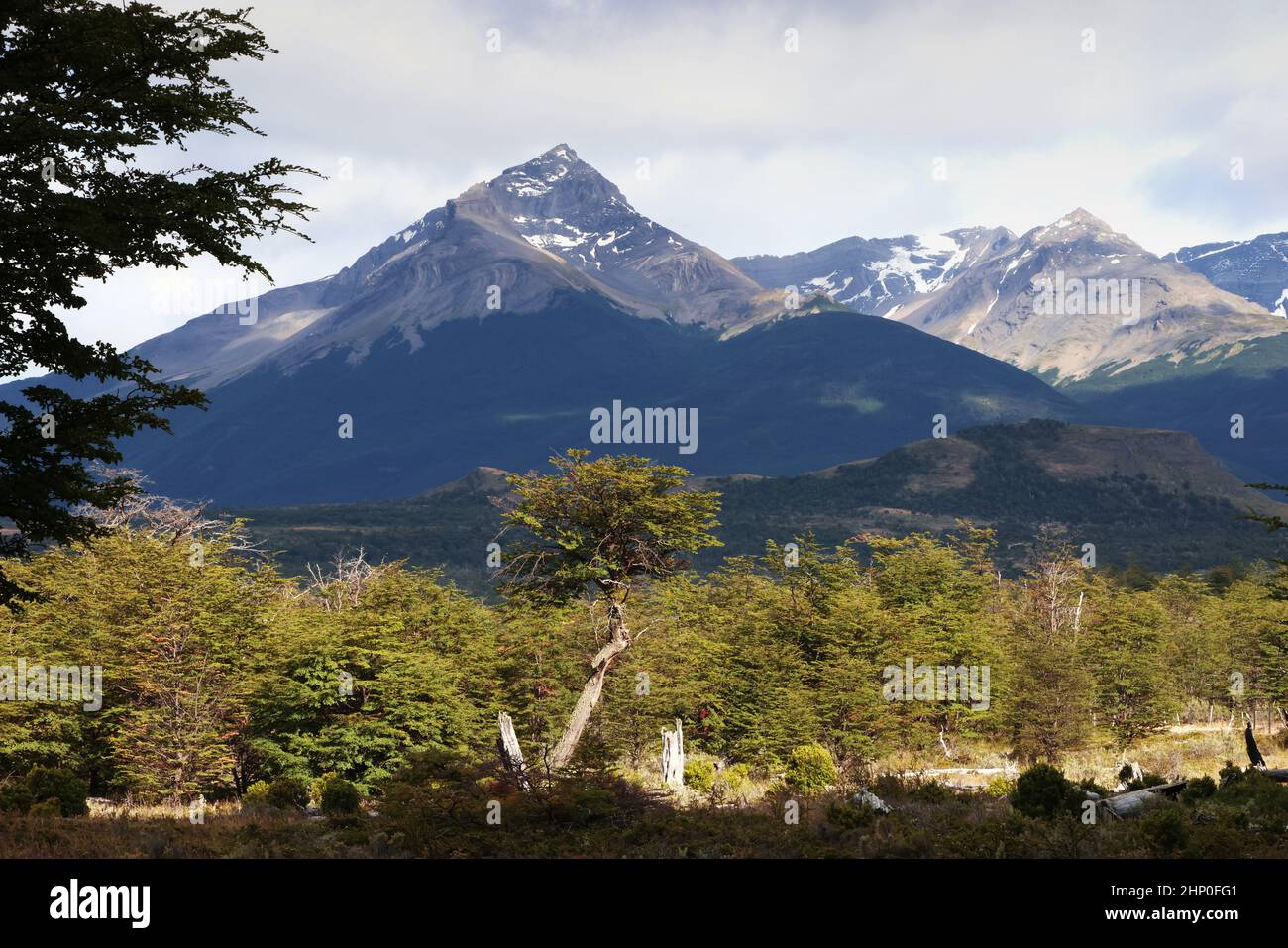 Typical vegetation of Patagonia, Chile Stock Photo - Alamy