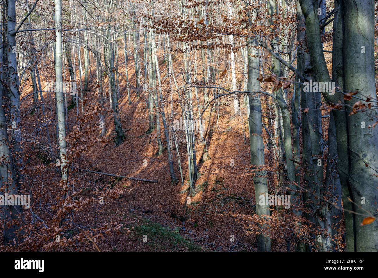 silver-beech tree trunks against the dry leaves Stock Photo - Alamy