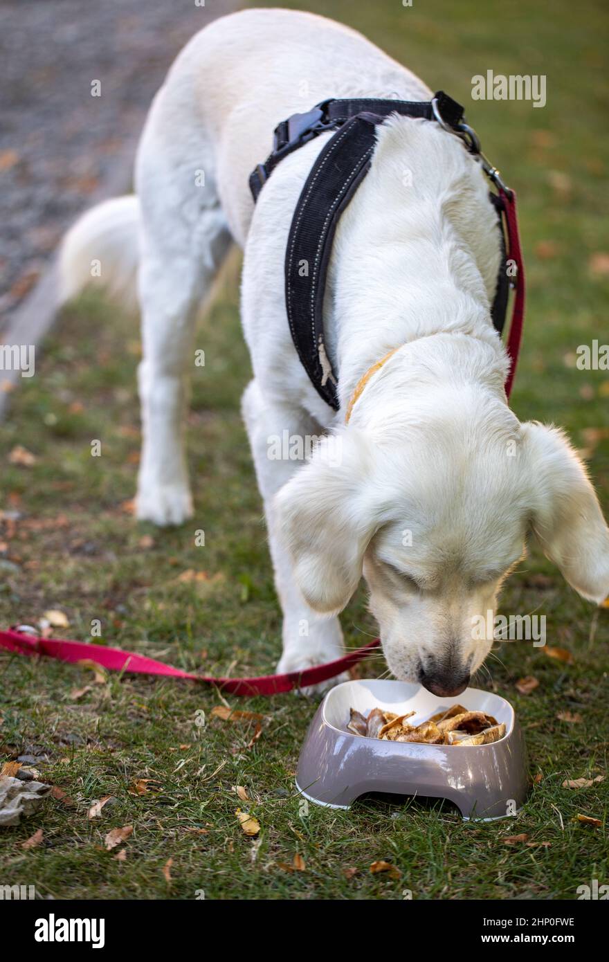 Grilled pork ears in a restaurant with a dog menu Stock Photo - Alamy