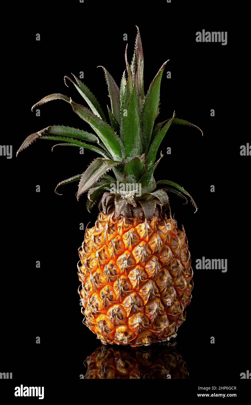 Single whole pineapple with reflection standing isolated on black ...