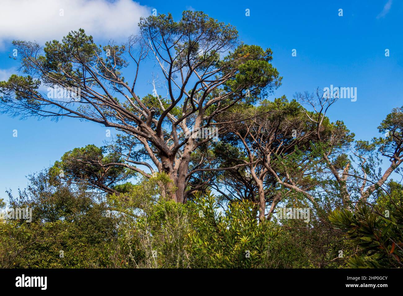South african trees hi-res stock photography and images - Alamy