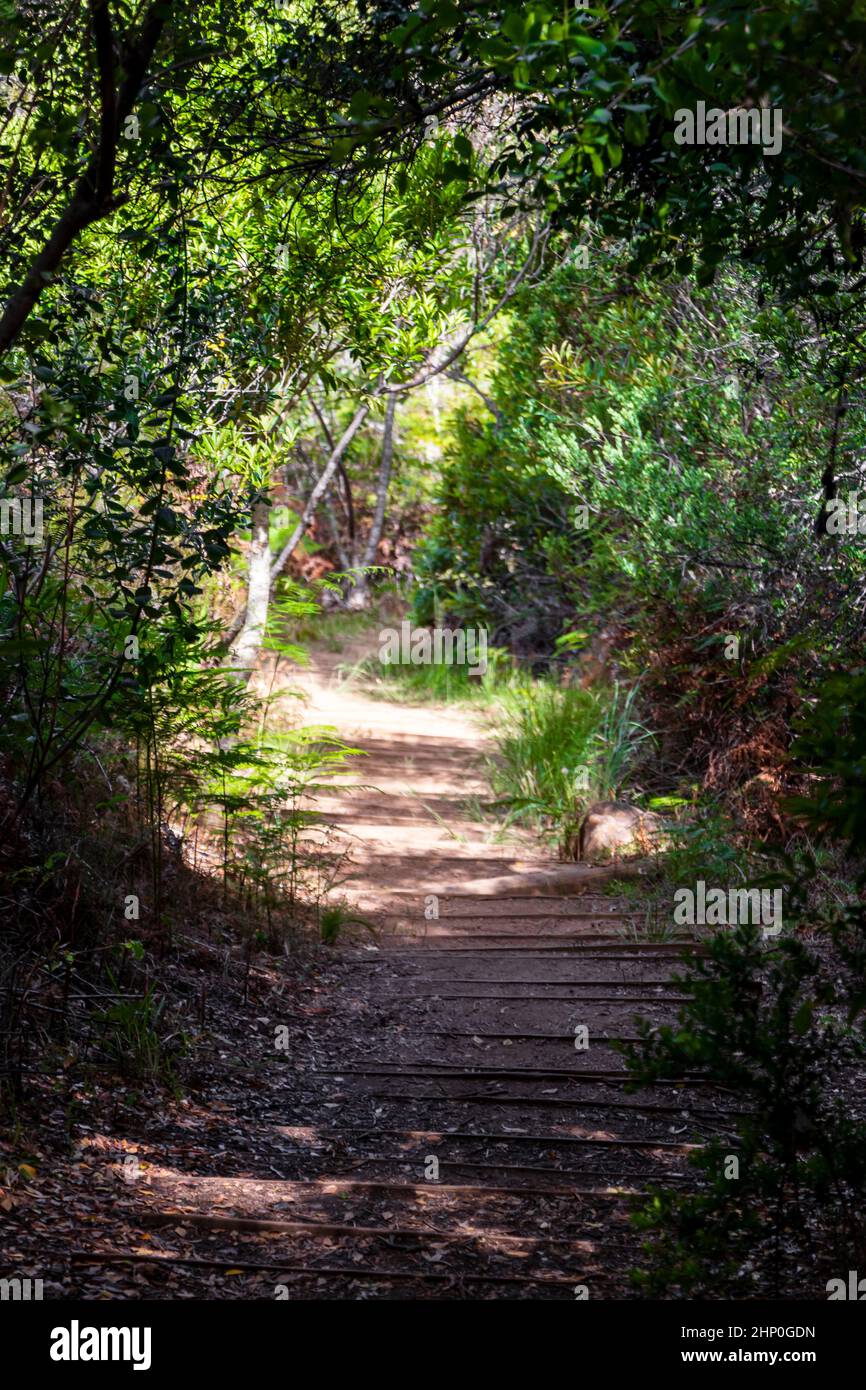 Trail Walking path in the forest of Kirstenbosch National Botanical ...