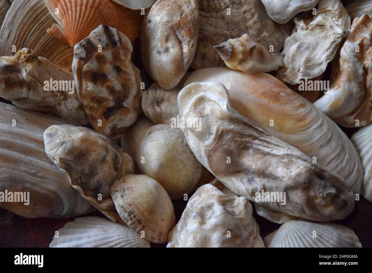 still life of seashells Stock Photo - Alamy