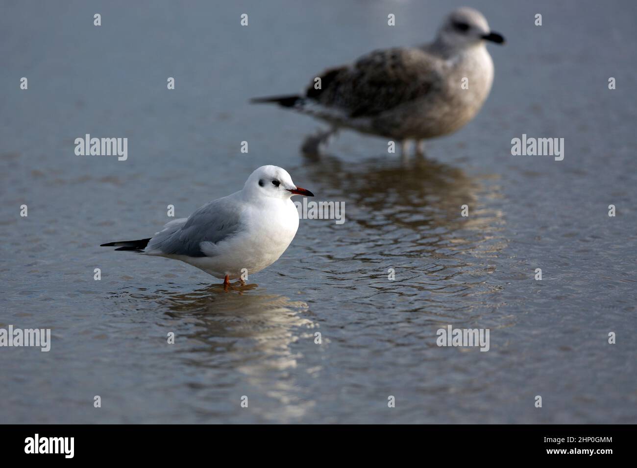 Blue water wildlife hi-res stock photography and images - Alamy