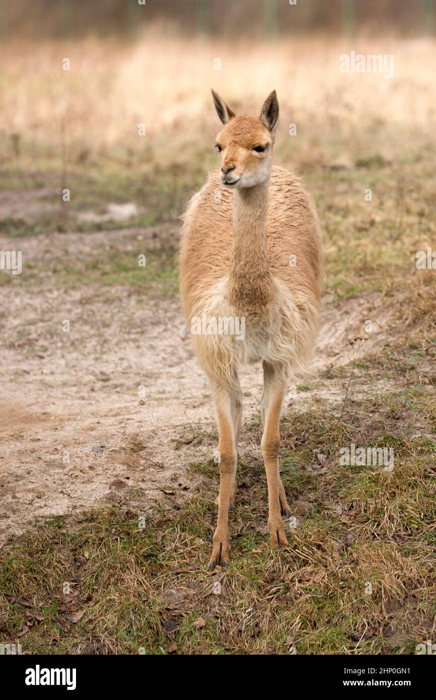 Lama forest hi-res stock photography and images - Alamy