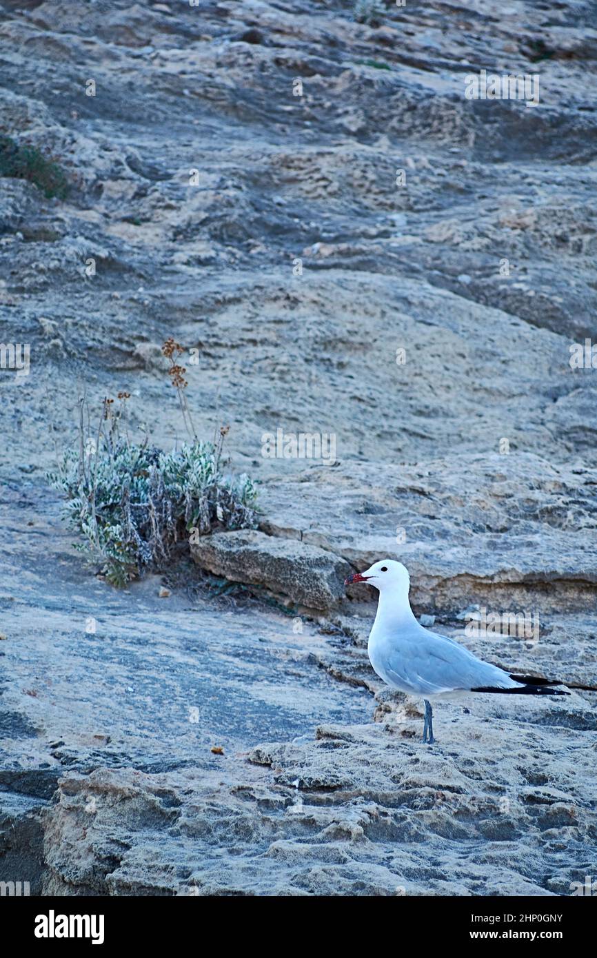 Profile view of seagull above hi-res stock photography and images - Alamy