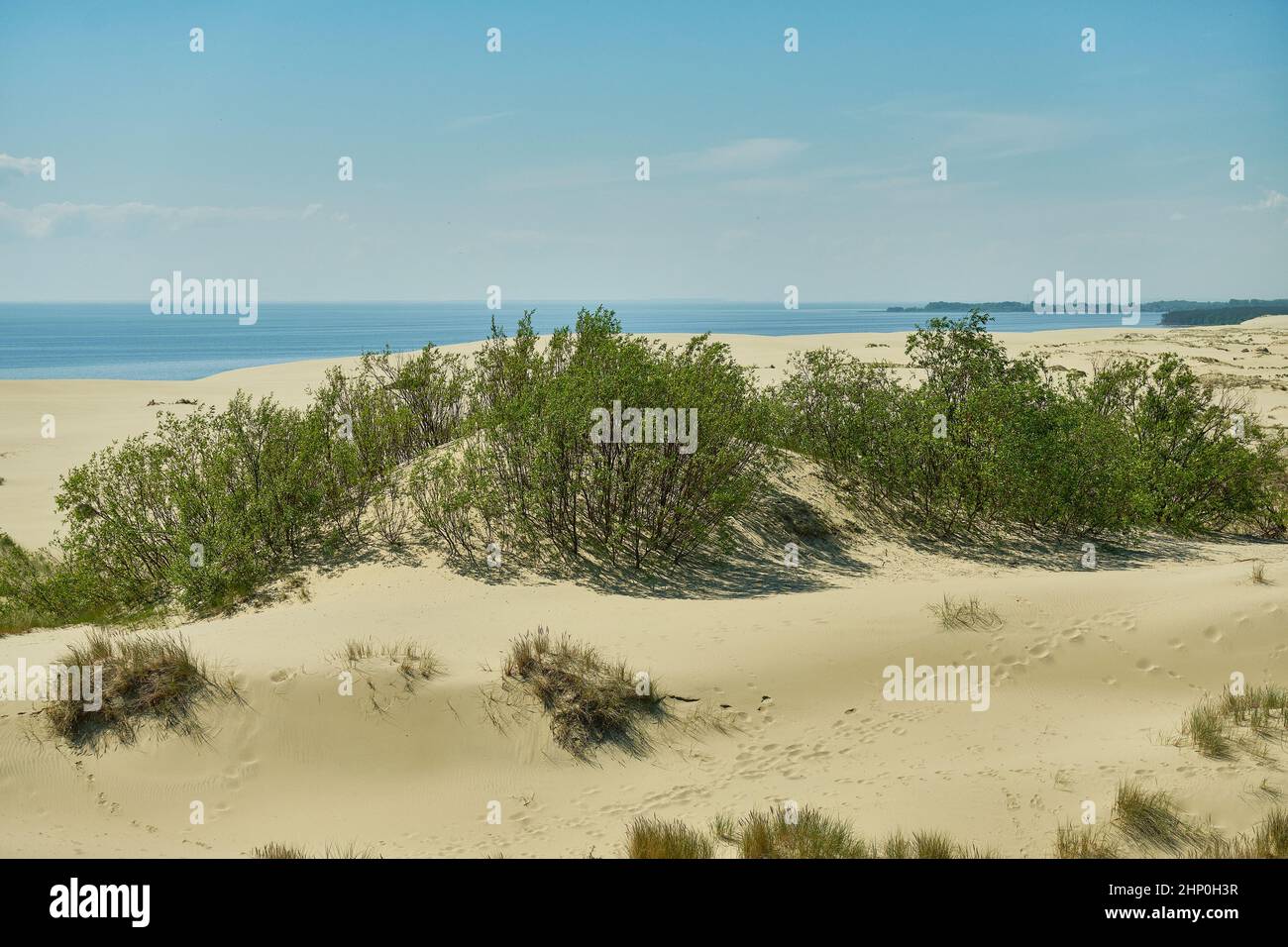 Sand dunes of the russian part Curonian Spit. Kaliningrad region ...