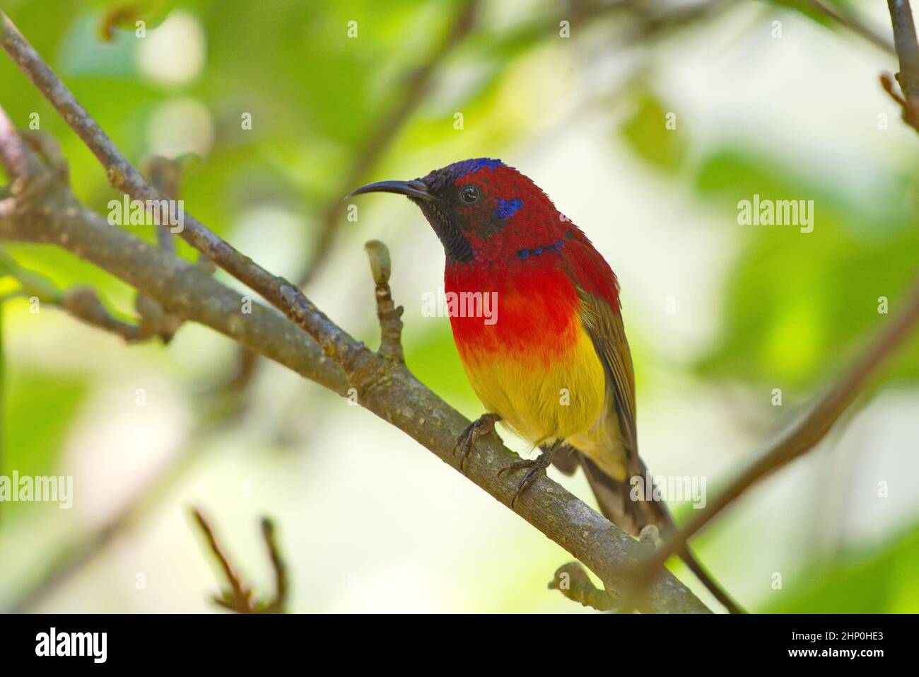 Mrs. Gould's sunbird sitting on a tree branch Stock Photo - Alamy