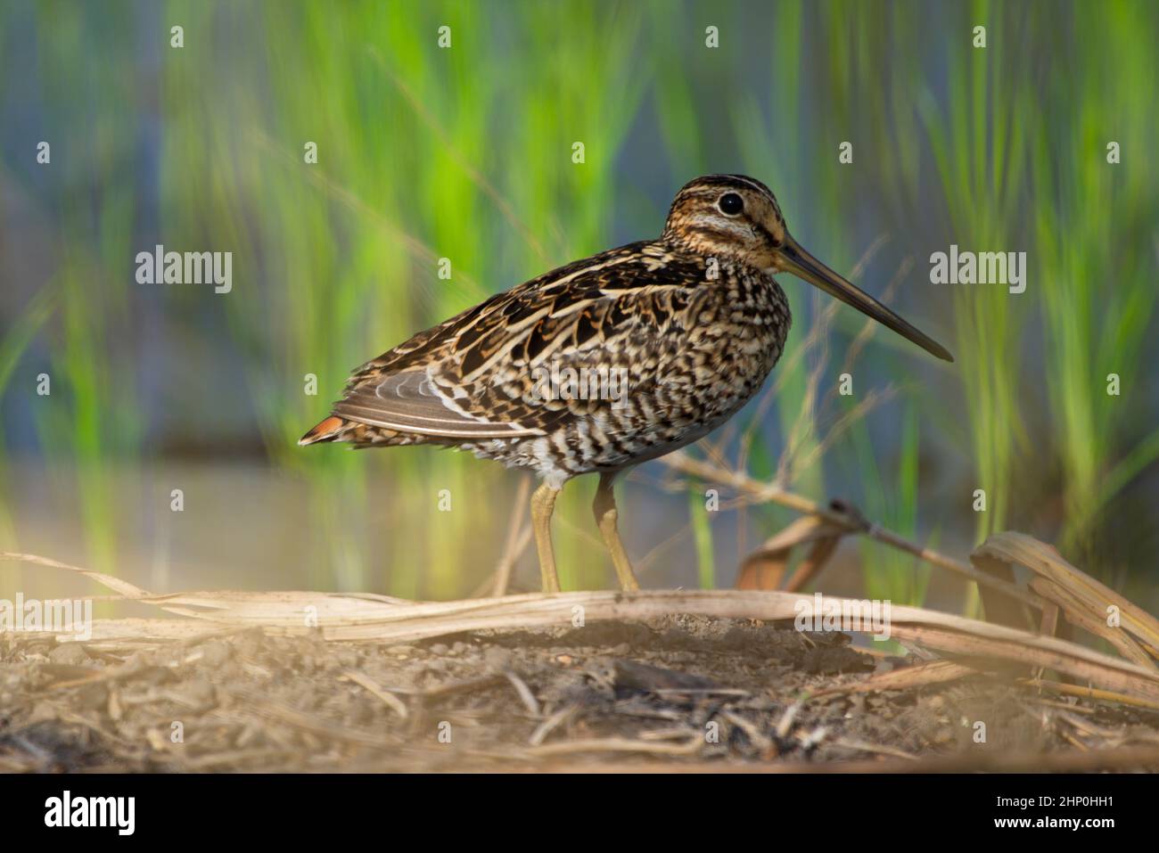 Snipe wood hi-res stock photography and images - Alamy