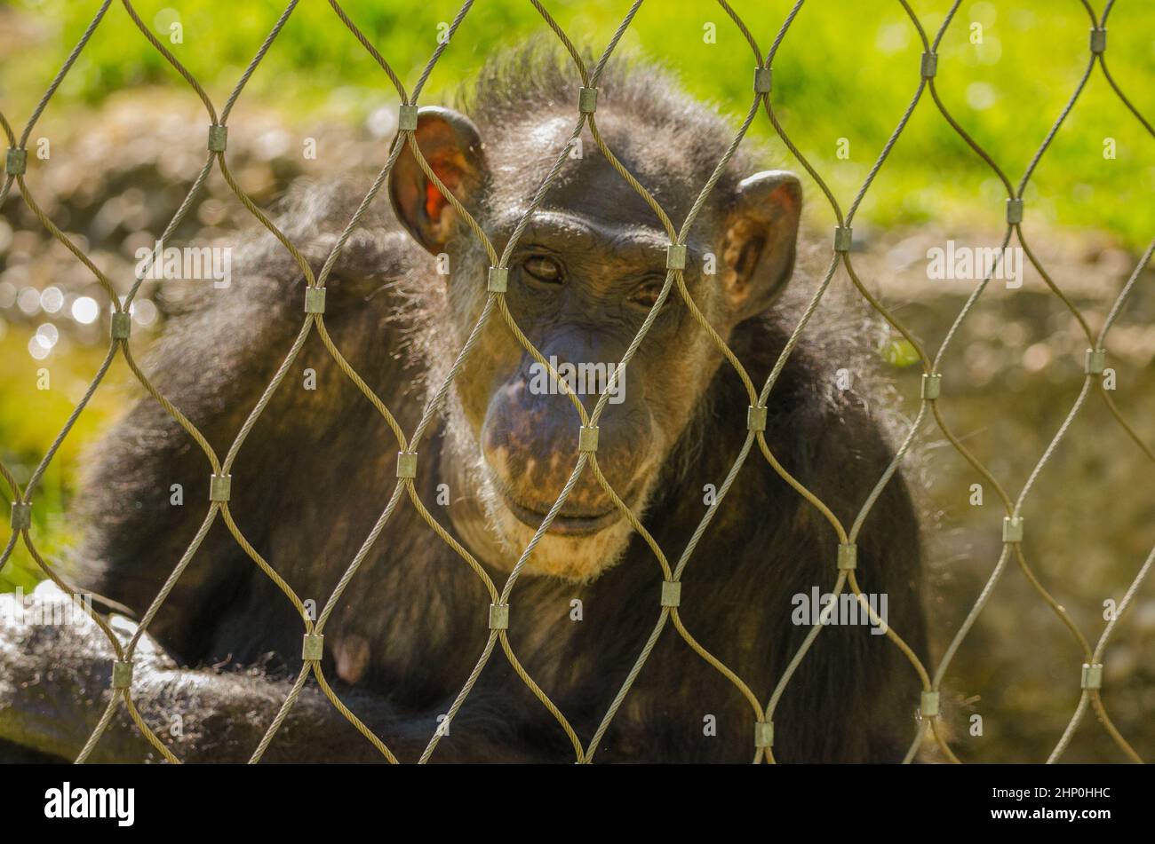 Close-up of a monkey behind the metal fence Stock Photo - Alamy