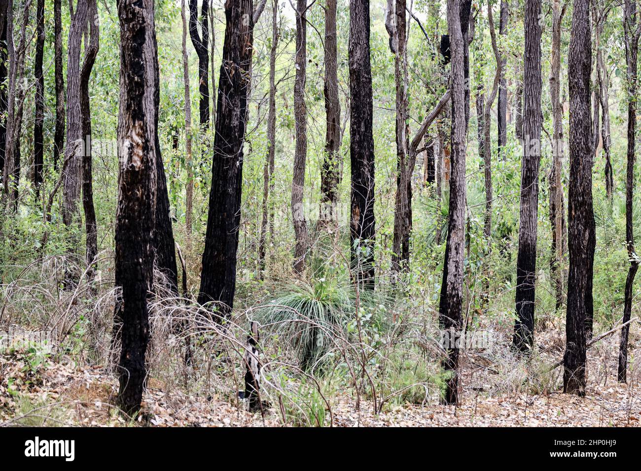 Regrowth trees bark trunk hi-res stock photography and images - Alamy