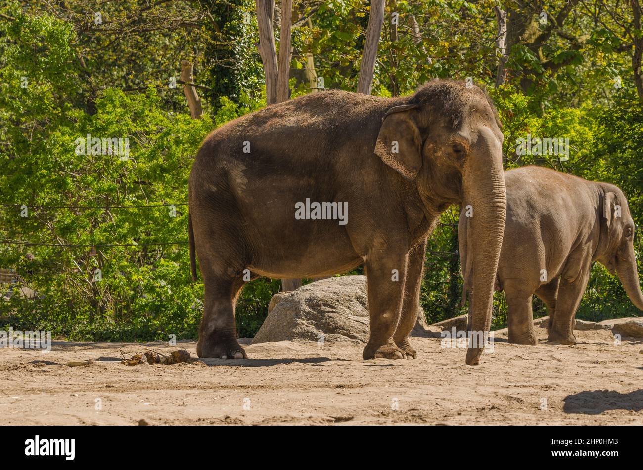 Huge Indian elephants in a zoo Stock Photo - Alamy