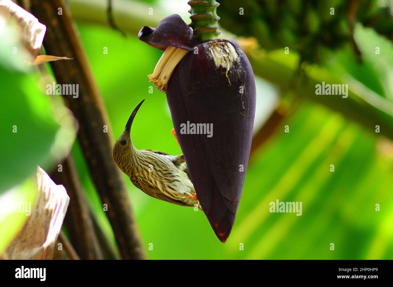 Little spiderhunter on a flower Stock Photo - Alamy