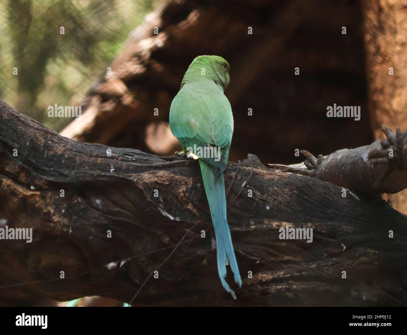 green parrot sit in the tree. with blur background Stock Photo - Alamy