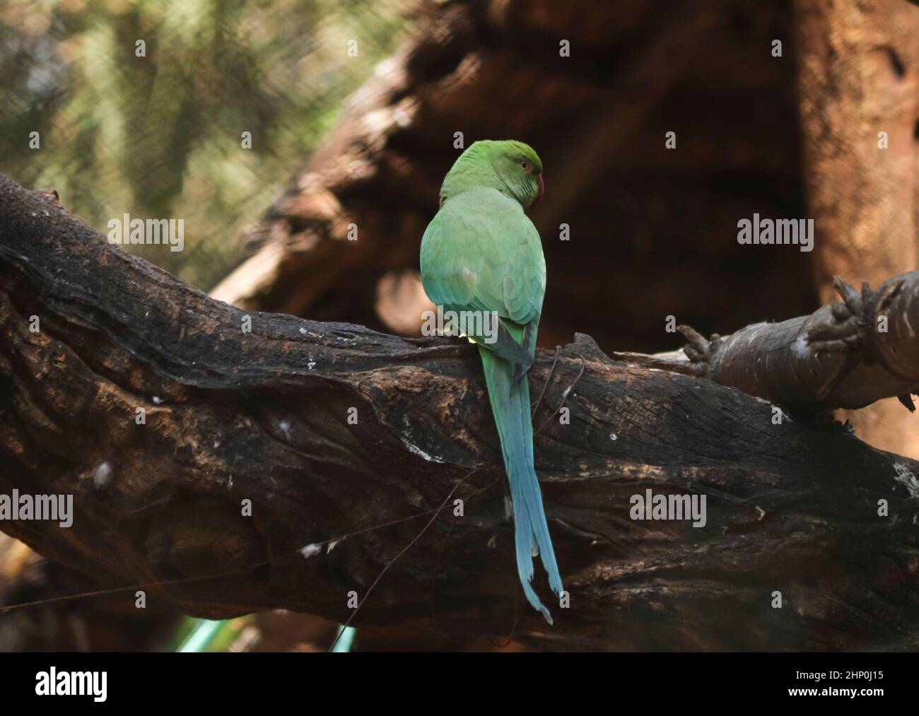 green parrot sit in the tree. with blur background Stock Photo - Alamy
