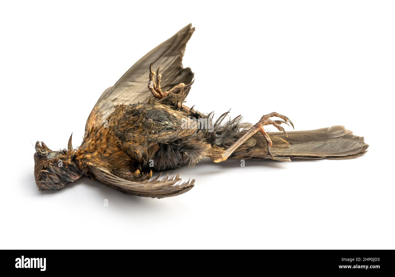 Dead common blackbird on white ground with shadow Stock Photo - Alamy