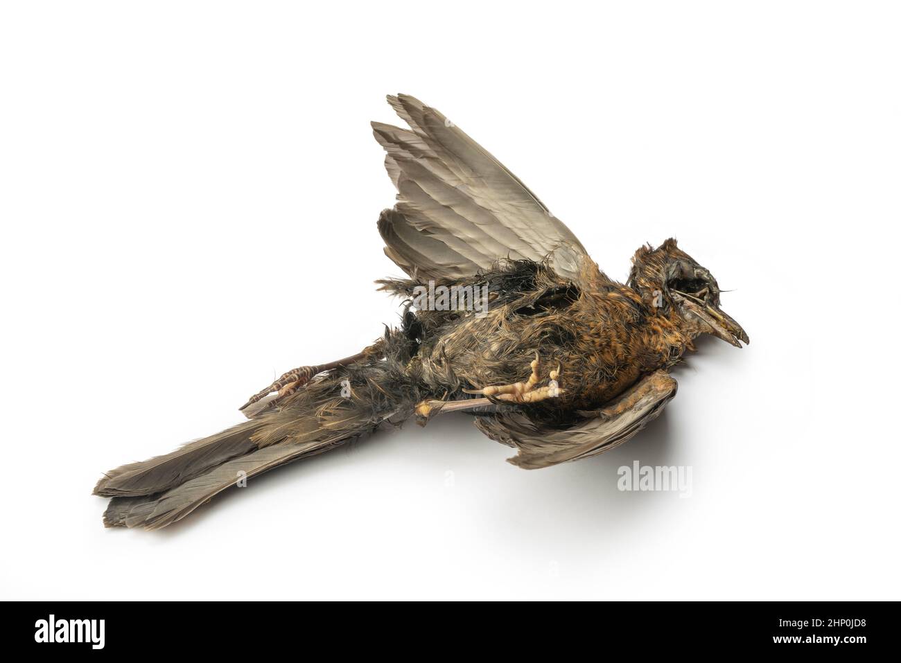 Animal decomposition Cut Out Stock Images & Pictures - Alamy