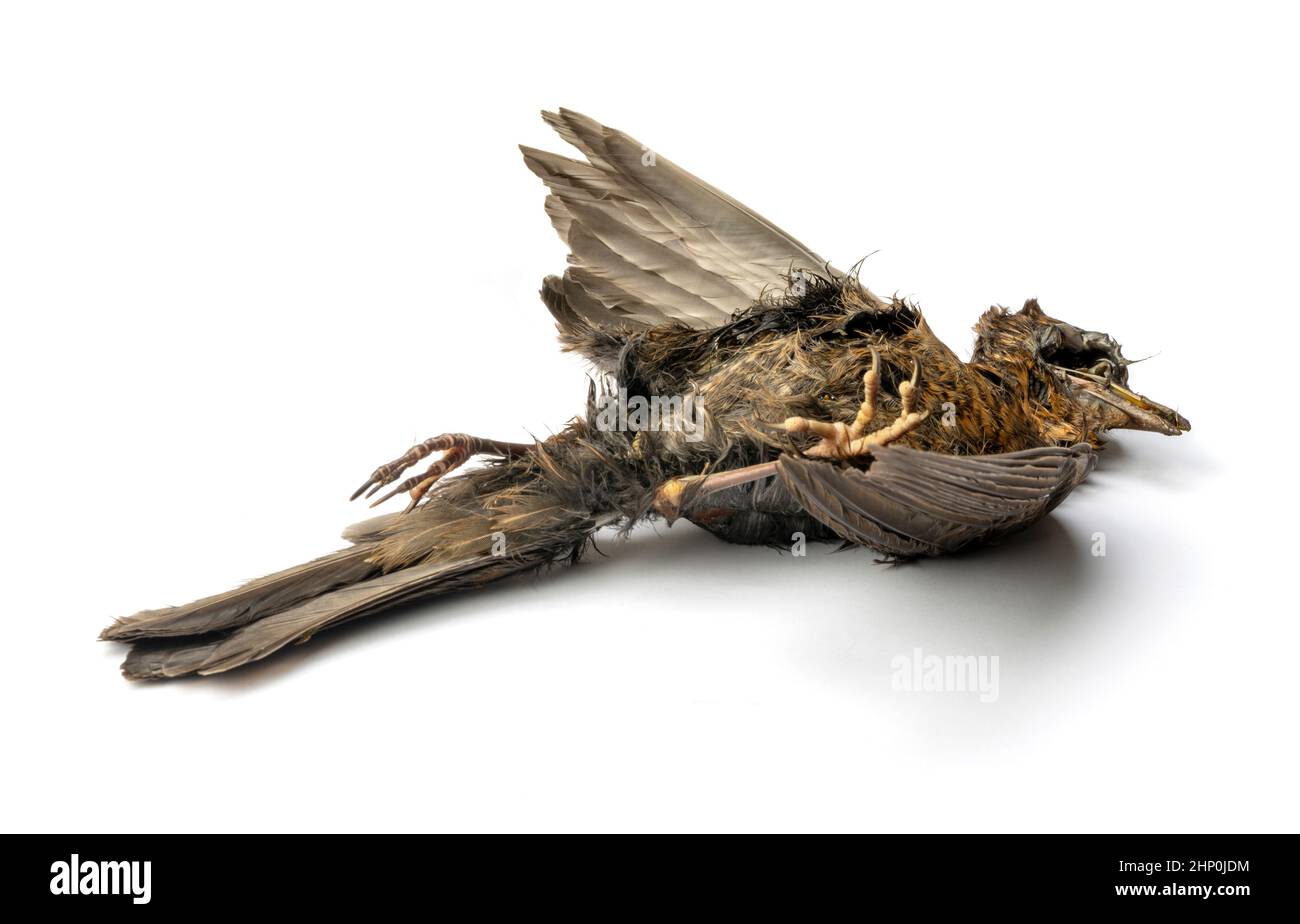 Dead common blackbird hi-res stock photography and images - Alamy