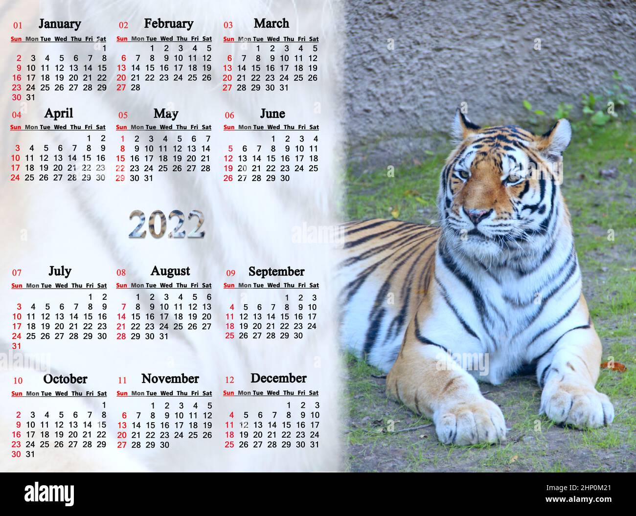 calendar for 2022 with image of tiger. tiger as symbol of 2022 year ...