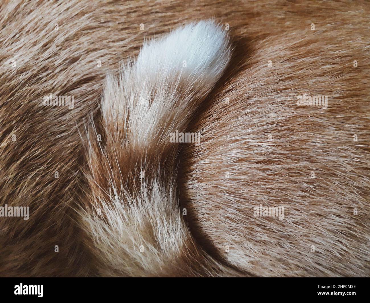 Cat texture hi-res stock photography and images - Alamy