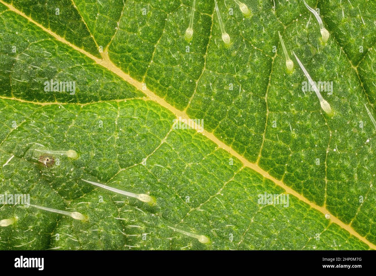 Stinging nettle - Urtica dioica - leaf, microscope detail, transparent ...