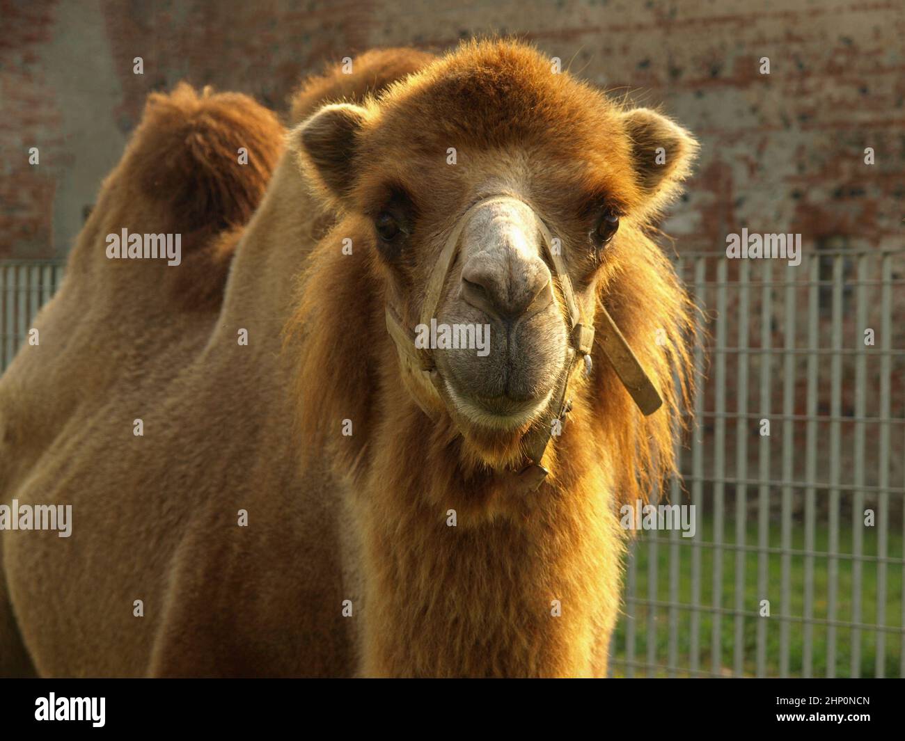 bactrian camel (scientific name Camelus bactrianus) of animal class ...