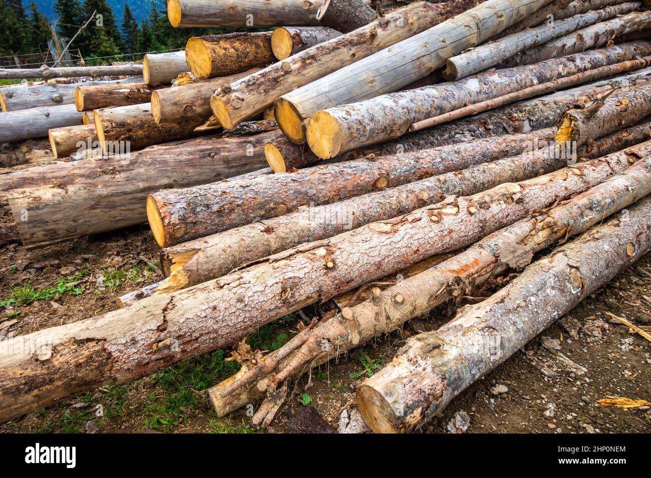 Stack of tree trunks in a mountain forest Stock Photo - Alamy