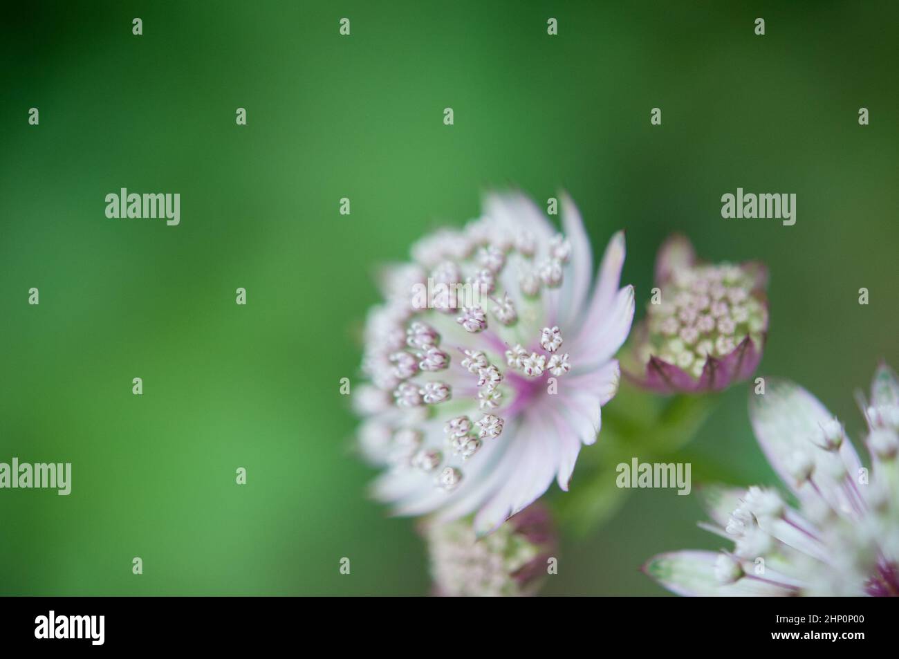 Tiny parts of a flower blossom Stock Photo - Alamy