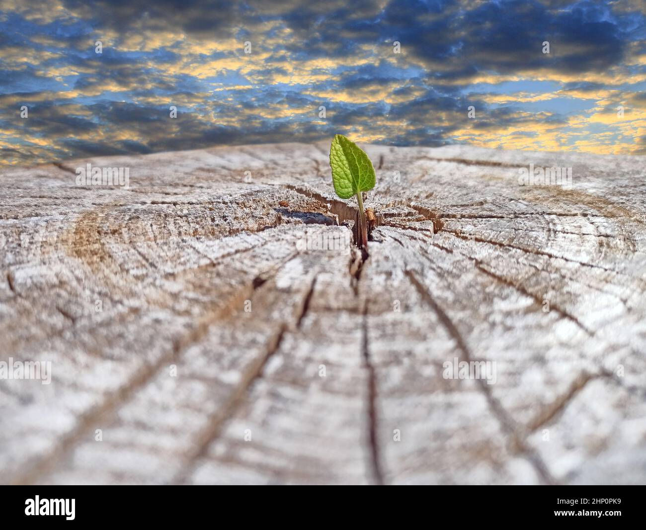 Small leaf of felled tree against gloomy sky. Leaf growing in place of ...