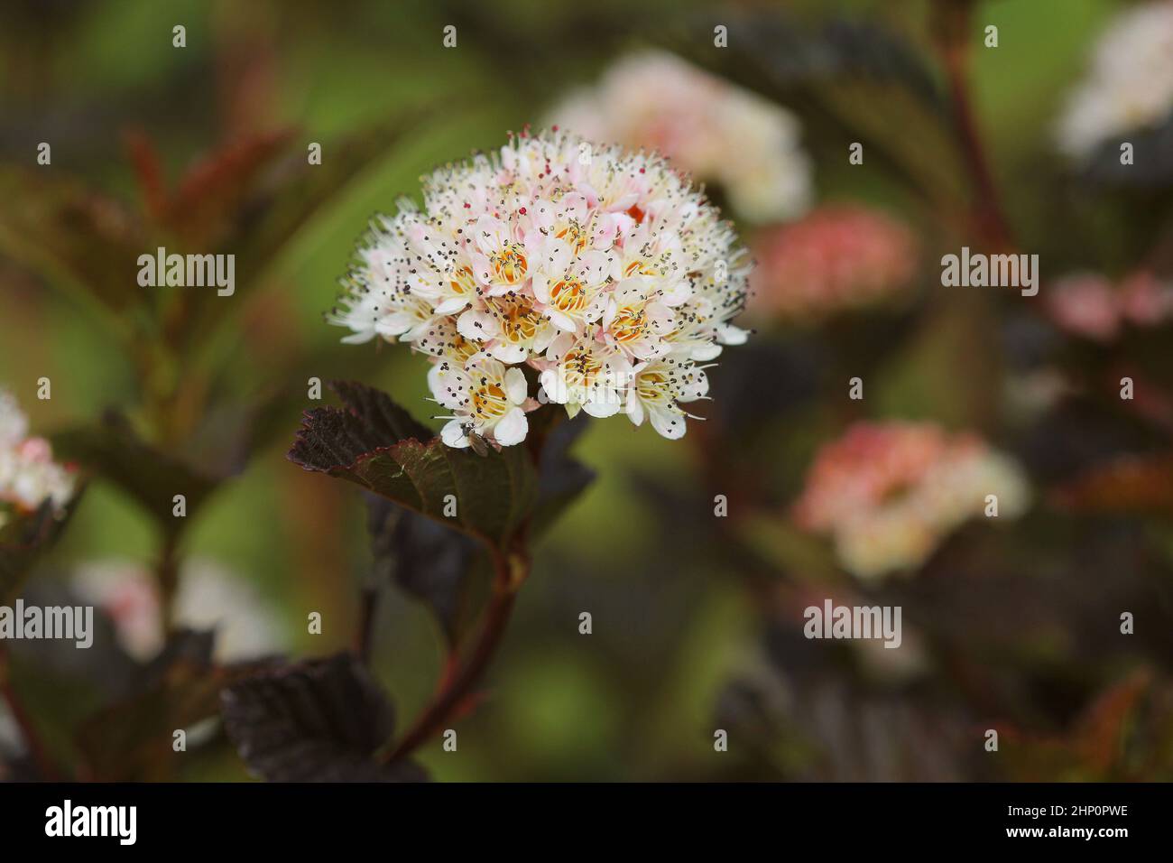 Blooming cultivar common ninebark ,Physocarpus opulifolius Summer Wine ...