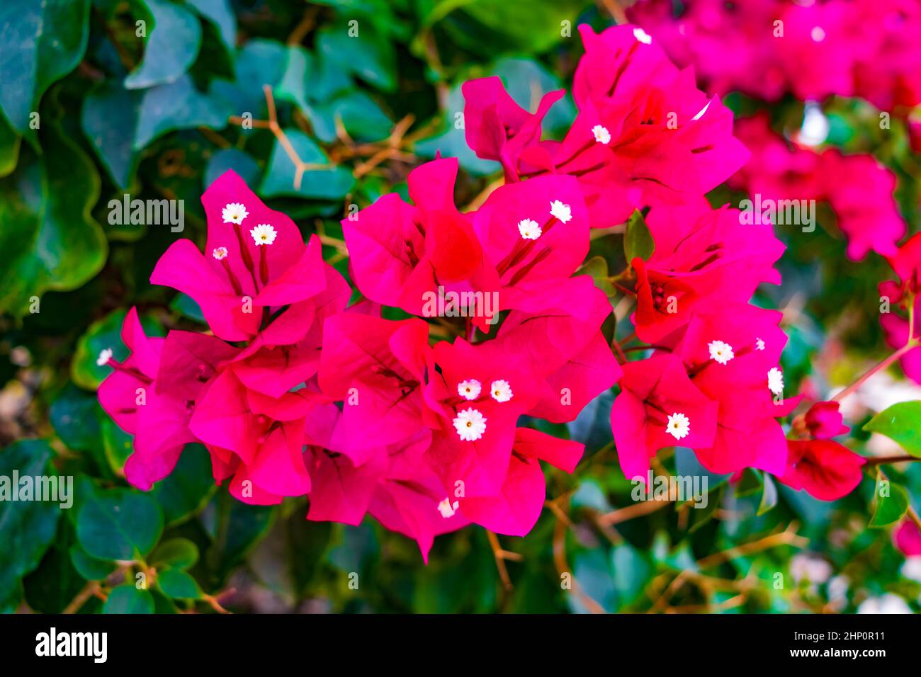 Pink red triplet flowers on hi-res stock photography and images - Alamy