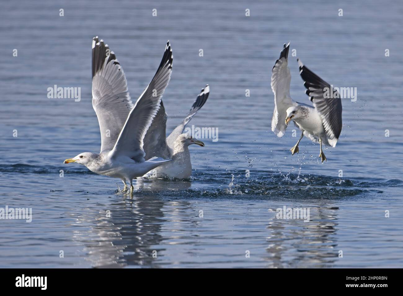 A group of three seagulls fight for fish in a lake in north Idaho Stock ...