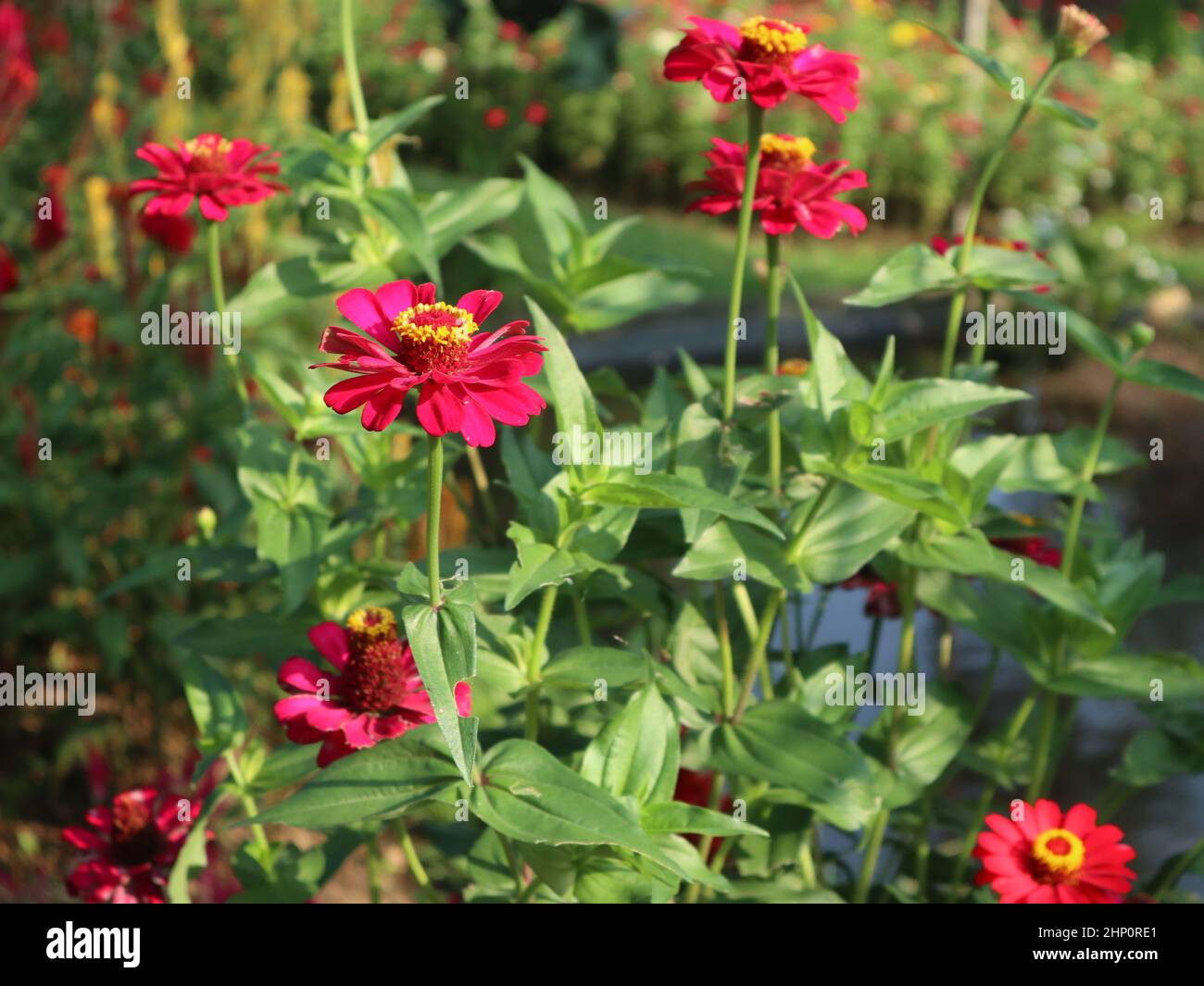 Zinia hi-res stock photography and images - Alamy