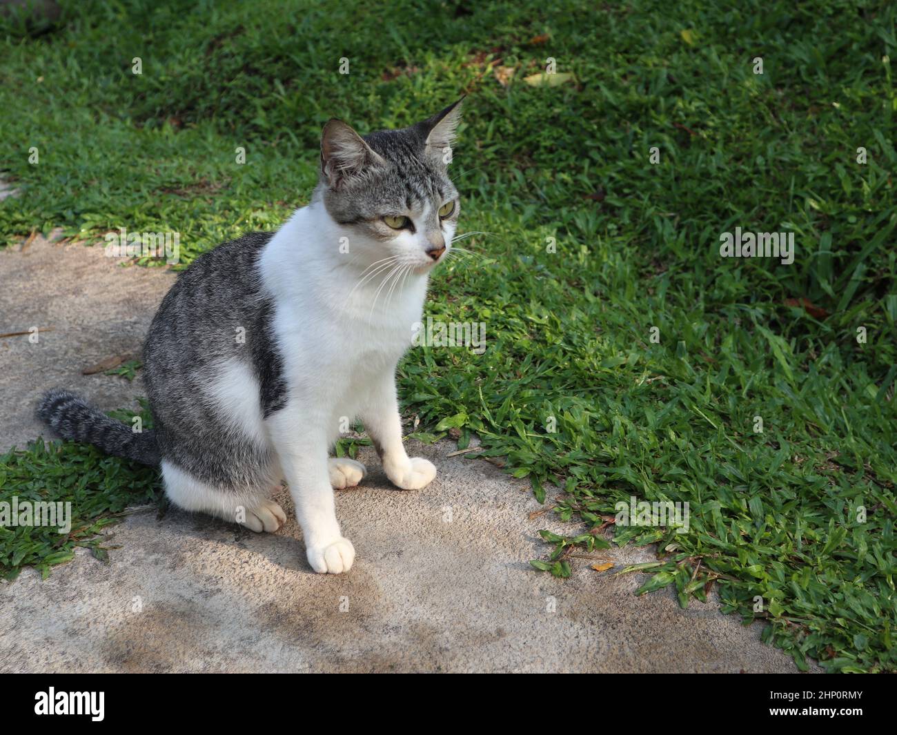 local cat in the grass Stock Photo - Alamy