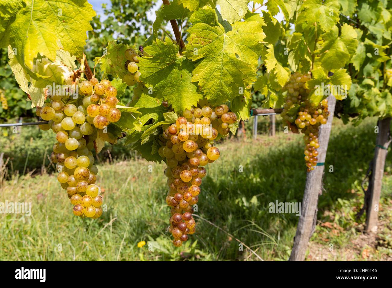 Grapes yellow muscat in Tokaj region, Unesco site, Hungary Stock Photo ...