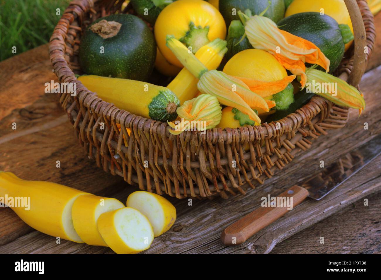 Harvesting zucchini. Fresh squash lying in basket. Fresh squash picked ...