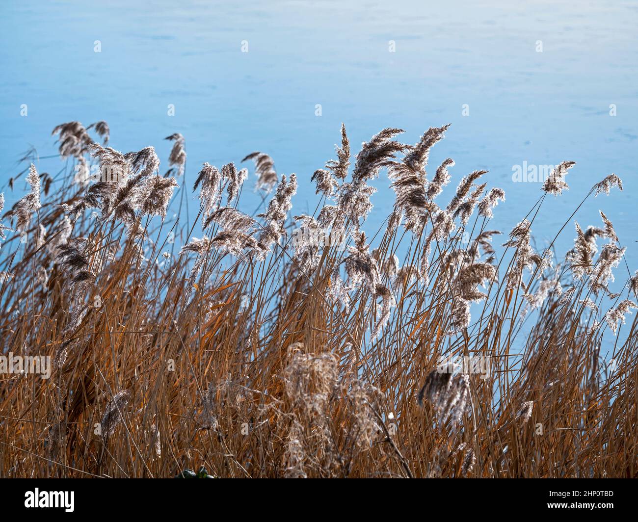 Flowering Phragmites reeds in a gentle breeze beside a pond at North ...