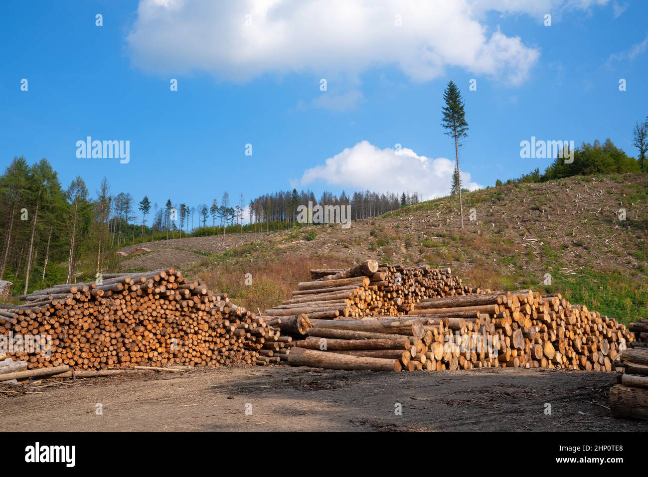 Panoramic image of footpath alongside log piles, forestry in Germany ...