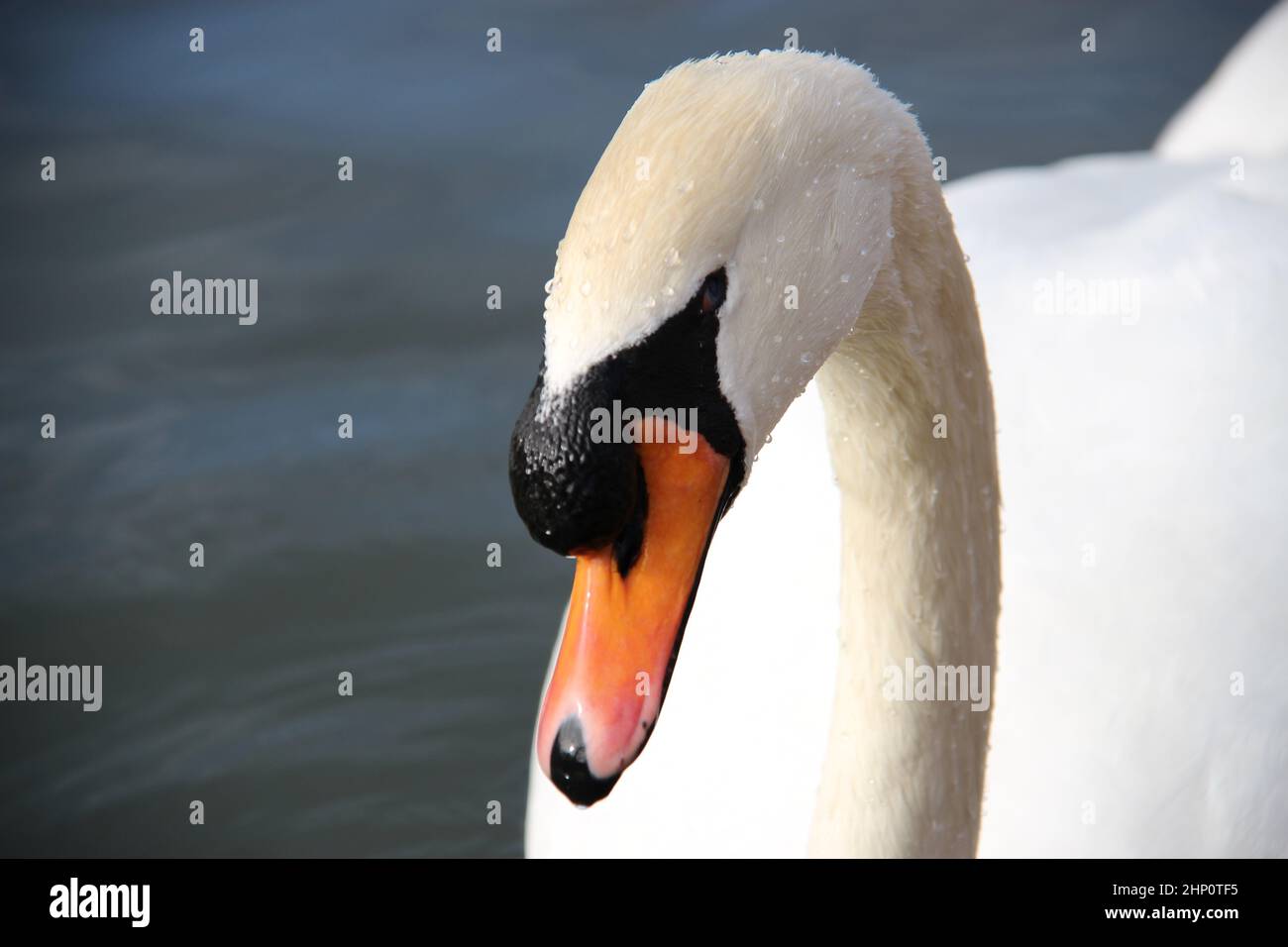 beautiful mute swan on a lake in Cirencester, Gloucestershire, England ...