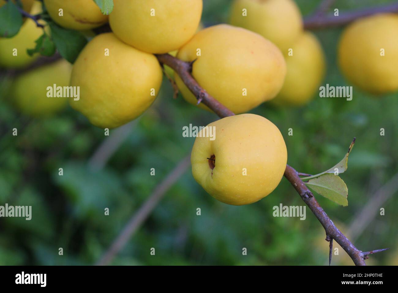 Ripe yellow quince fruit grows on a quince tree Stock Photo - Alamy