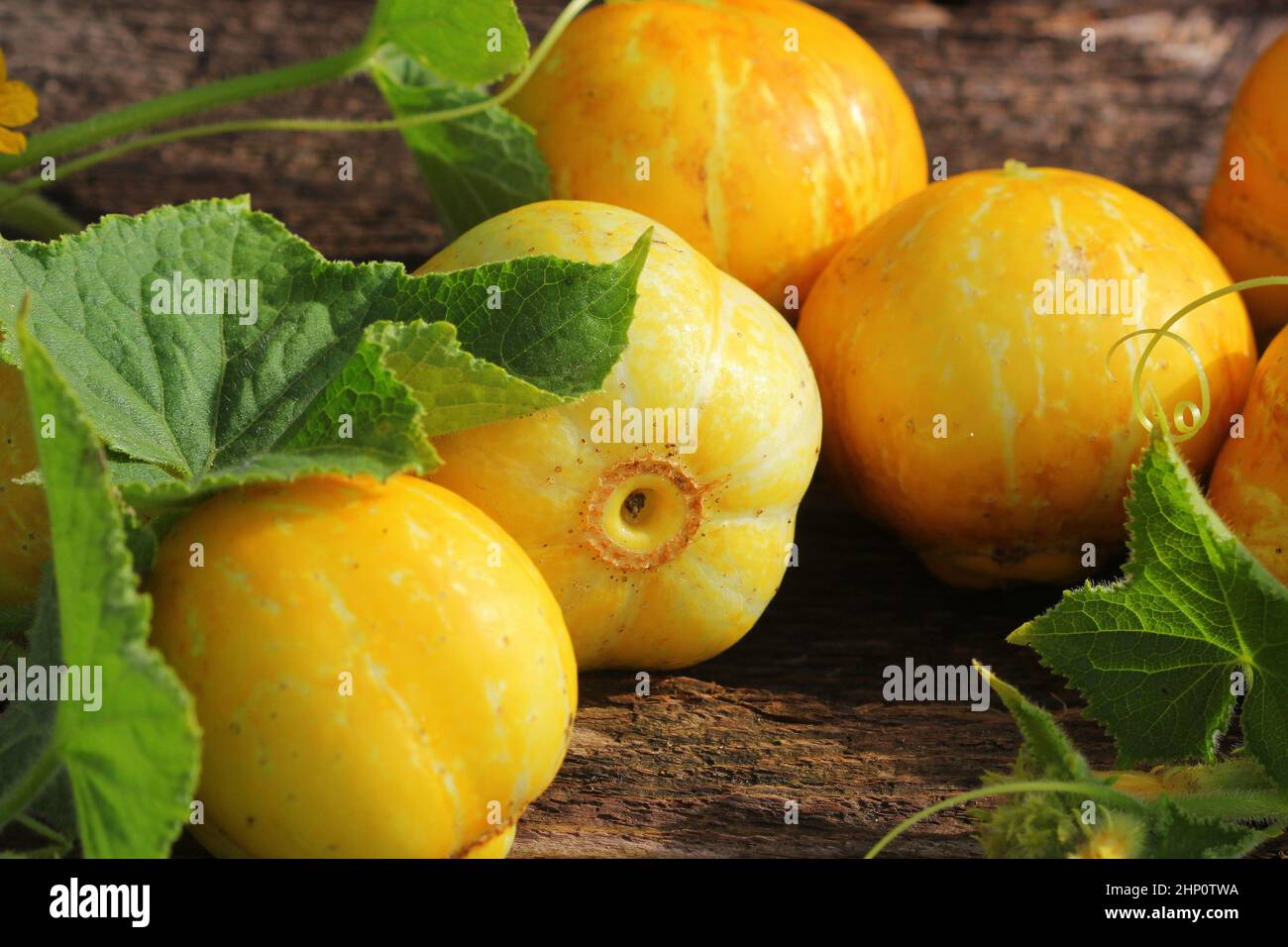 Young fresh lemon yellow cucumberon dark wooden background Stock Photo ...